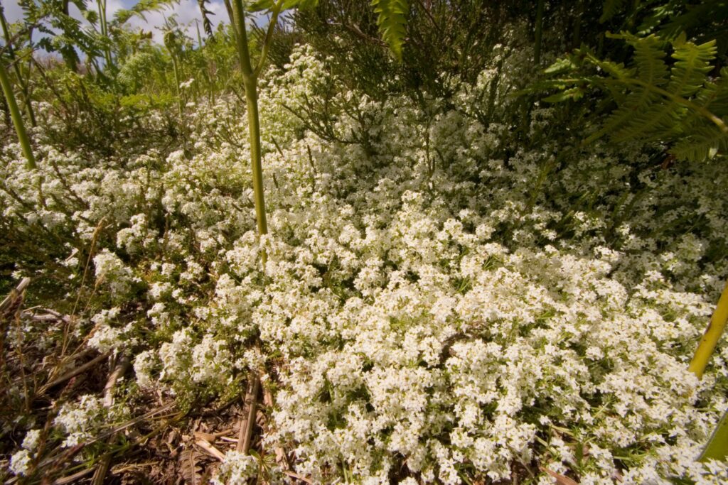 Galium saxatile - Heath Bedstraw - Emorsgate Seeds