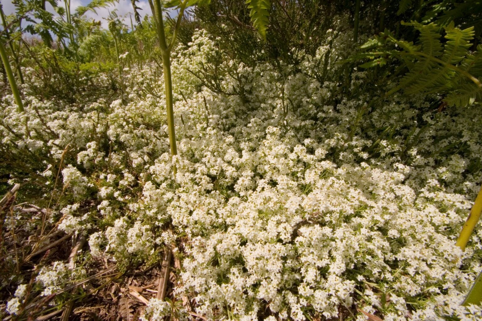 Galium saxatile - Heath Bedstraw - Emorsgate Seeds