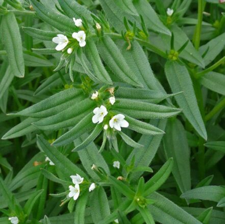 Buglossoides arvensis (Lithospermum arvense) - Field Gromwell ...