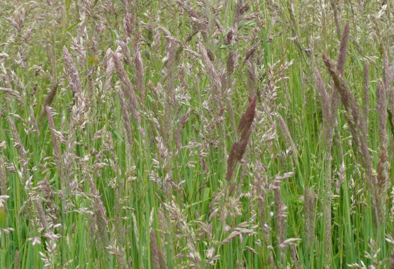 Holcus lanatus - Yorkshire Fog - Emorsgate Seeds