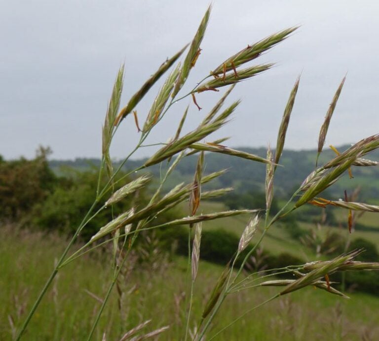 Bromopsis erecta (Bromus erectus)- Upright Brome - Emorsgate Seeds