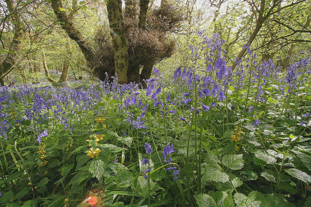 Hyacinthoides non-scripta - Bluebell - Emorsgate Seeds