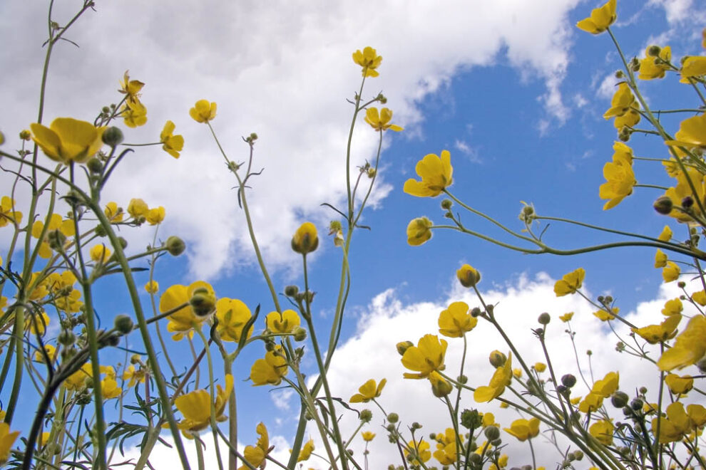 Ranunculus acris - Meadow Buttercup - Emorsgate Seeds