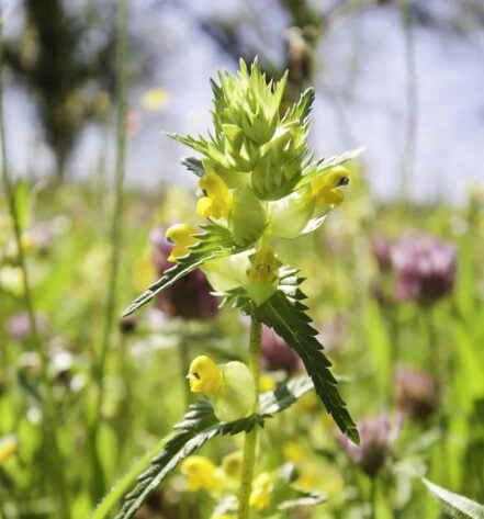 Rhinanthus minor - Yellow Rattle - Emorsgate Seeds