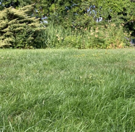 EG22 Strong Lawn Grass Mixture - Emorsgate Seeds