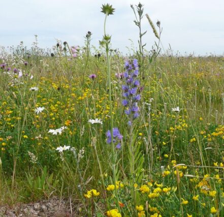 EM7 Meadow Mixture for Sandy Soils - Emorsgate Seeds