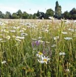 Flowering Lawn Mixture EL1 - Emorsgate Seeds