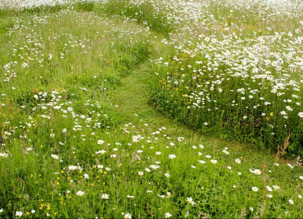 EL1 Flowering Lawn Mixture - Emorsgate Seeds