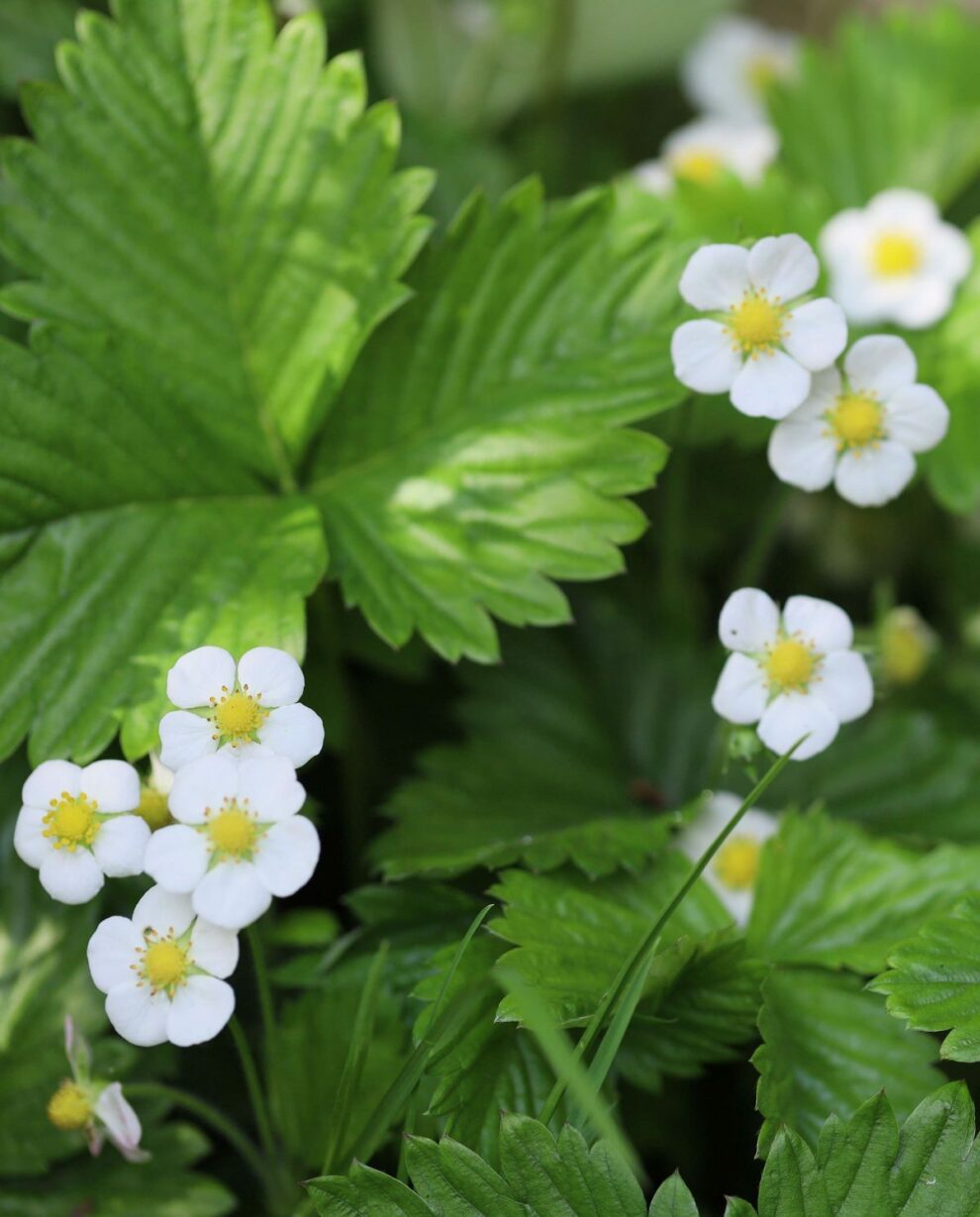 Fragaria vesca - Wild Strawberry - Emorsgate Seeds