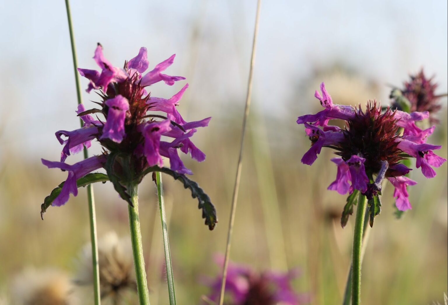 Betonica officinalis (Stachys officinalis) - Betony - Emorsgate Seeds