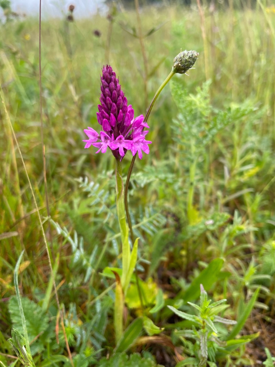 Pyramidal Orchid - Anacamptis pyramidalis - Emorsgate Seeds