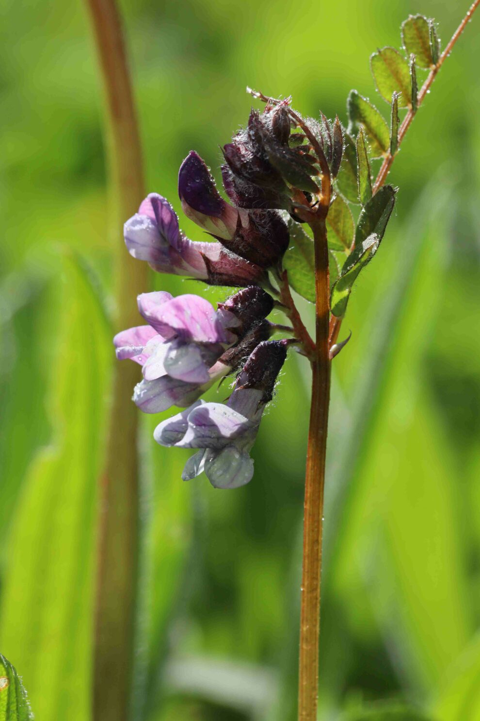 Vicia sepium - Bush Vetch - Emorsgate Seeds