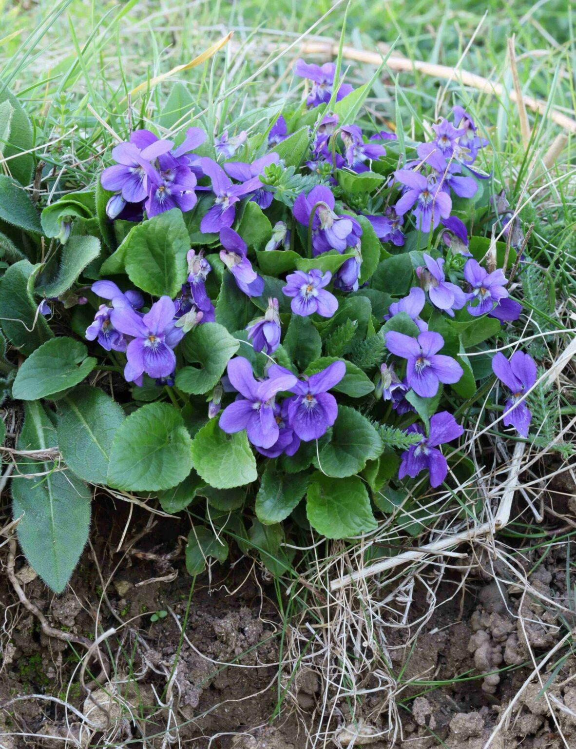 Viola riviniana - Common Dog-violet - Emorsgate Seeds