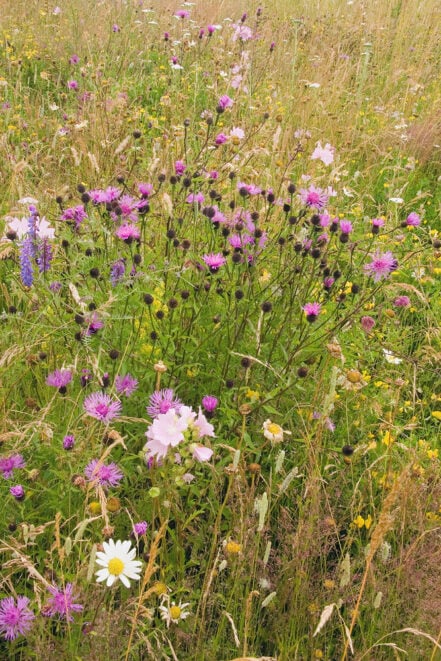 EM3 Special General Purpose Meadow Mixture - Emorsgate Seeds
