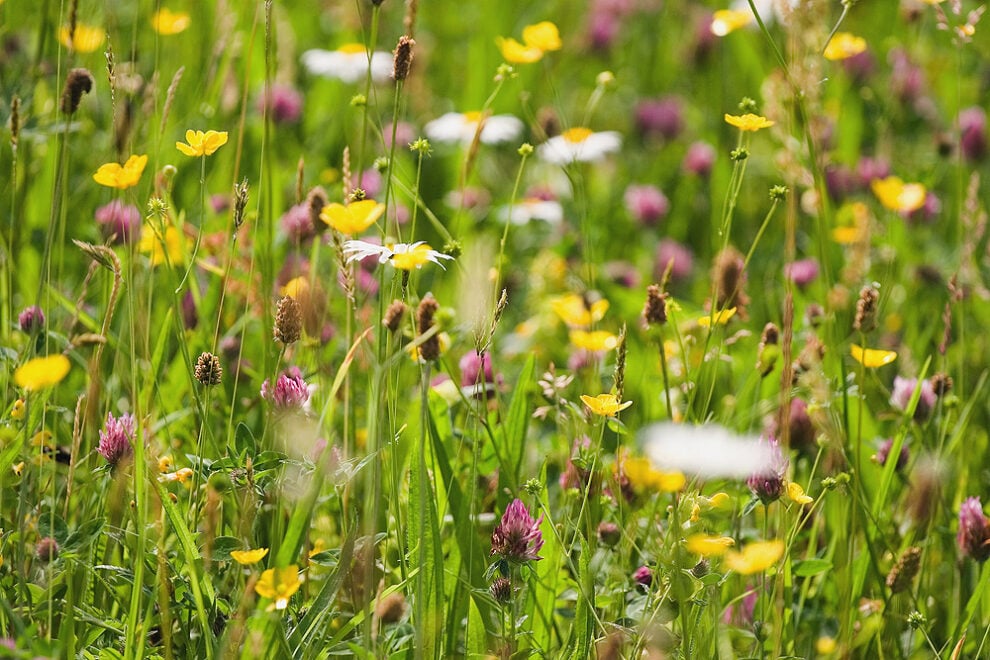 EM4 Meadow Mixture for Clay Soils - Emorsgate Seeds