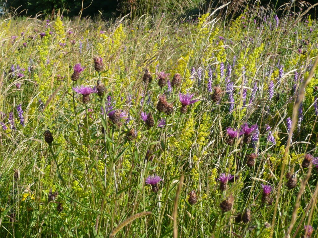 EM8 Meadow Mixture for Wetlands - Emorsgate Seeds