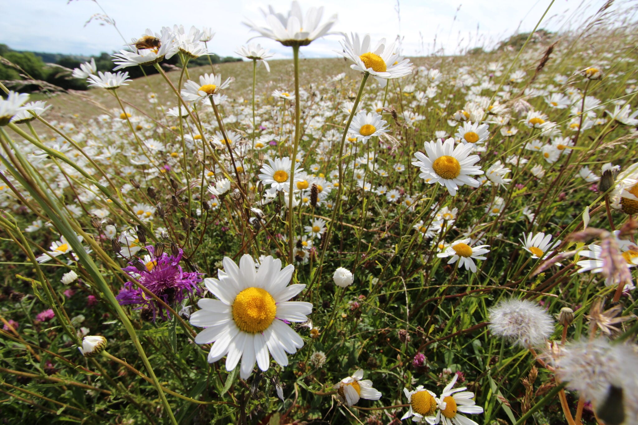 EM1 Basic General Purpose Meadow Mixture - Emorsgate Seeds