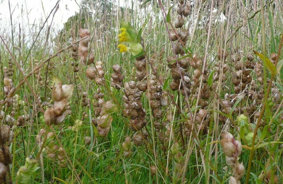 Rhinanthus minor - Yellow Rattle - Emorsgate Seeds