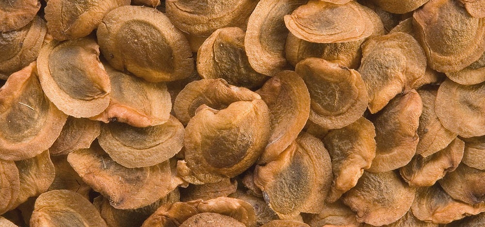 Sowing Yellow Rattle - Emorsgate Seeds