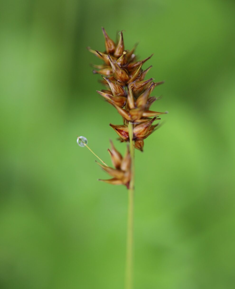 Carex echinata - Star Sedge - Emorsgate Seeds