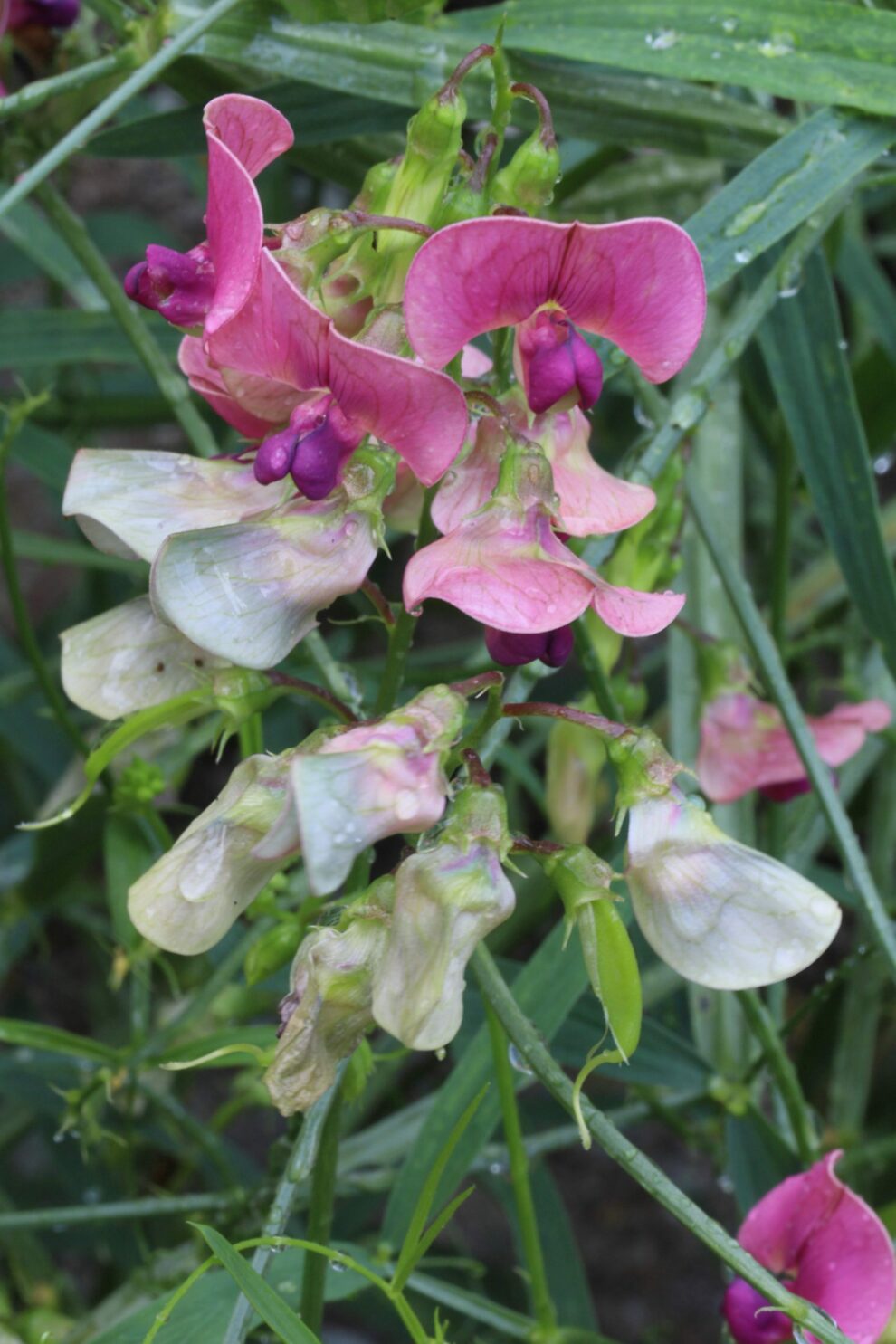 Lathyrus sylvestris - Narrow-leaved Everlasting-pea - Emorsgate Seeds