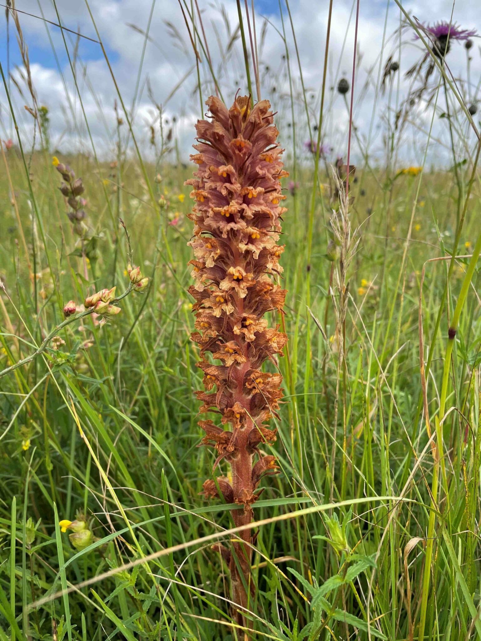 Orobanche elatior - Knapweed Broomrape - Emorsgate Seeds
