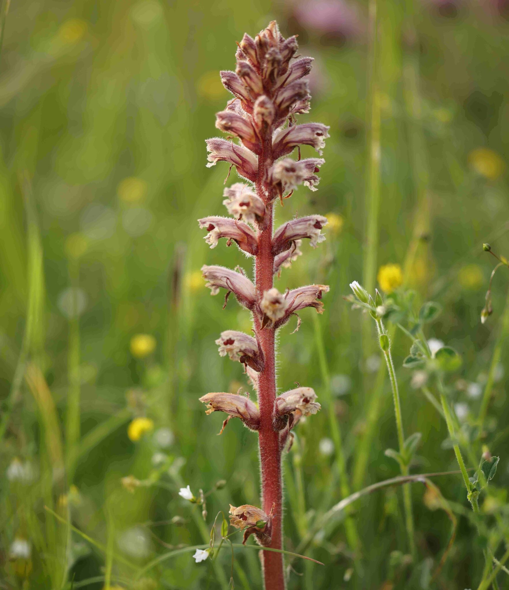 Orobanche minor - Common Broomrape - Emorsgate Seeds