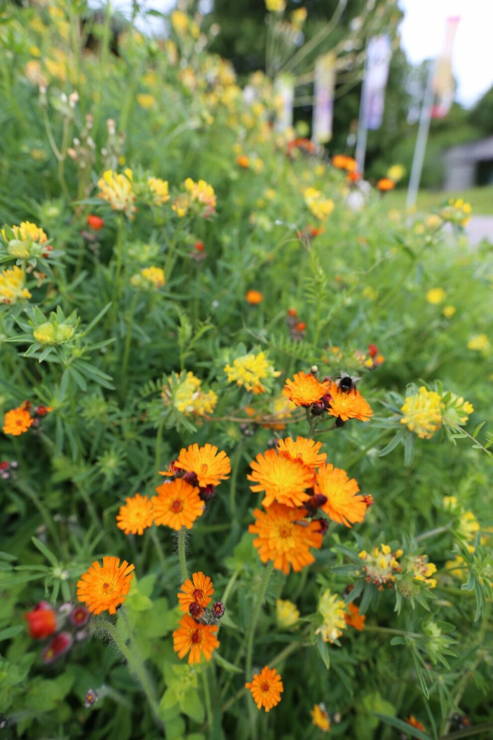 Pilosella aurantiaca - Fox-and-Cubs - Emorsgate Seeds
