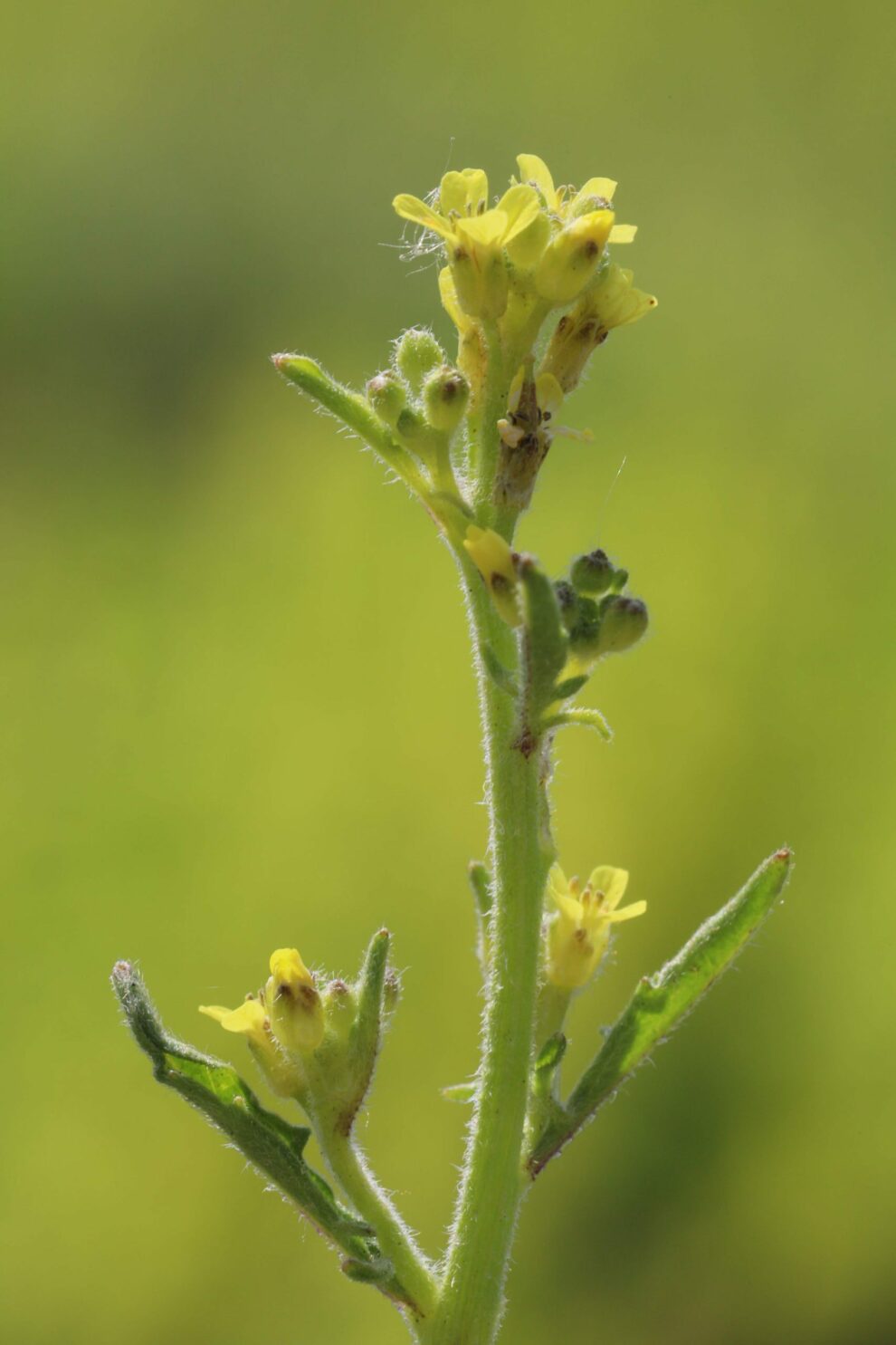 Sisymbrium officianale - Hedge Mustard - Emorsgate Seeds