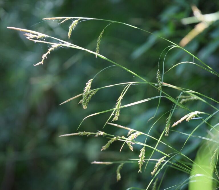 Carex sylvatica - Wood-sedge - Emorsgate Seeds