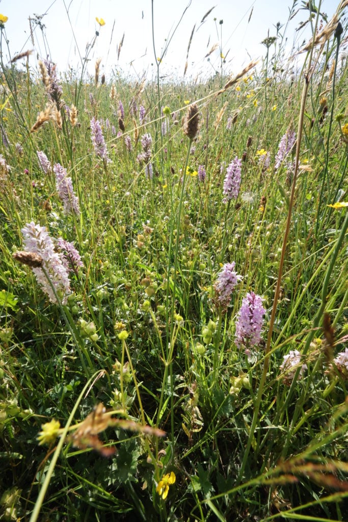 EM12 Folly Farm Meadow Mixture - Emorsgate Seeds