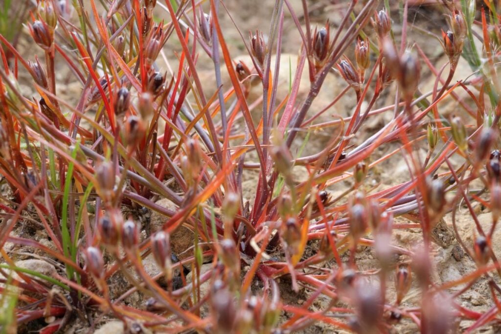 Juncus bufonius - Toad Rush - Emorsgate Seeds