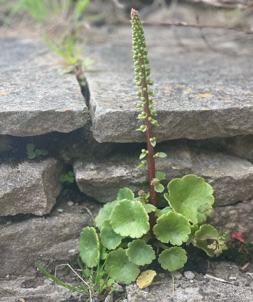 Umbilicus rupestris - Navelwort - Emorsgate Seeds